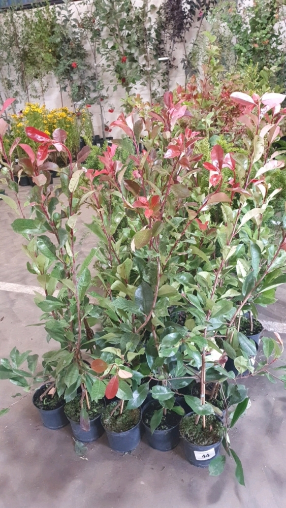 10 x Photinia Red Robin, container grown | Horticultural Sale ...