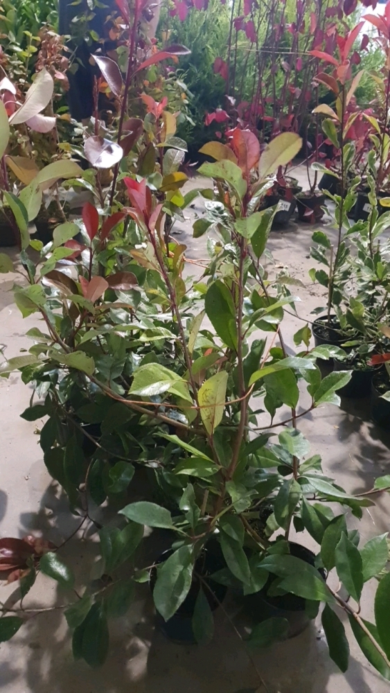 Photinia Red Robin, evergreen, container grown | Horticultural Sale ...