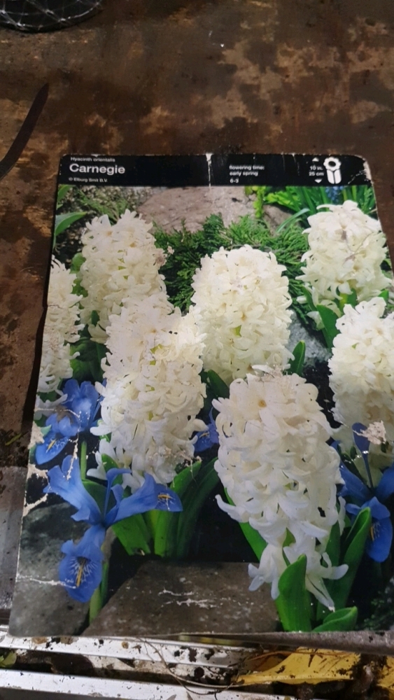 25 x Hyacinth bulbs, Carnegie, white | Horticultural Sale - November timed online auction - York ...