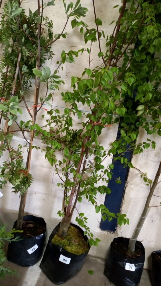 Betula Ermanii, multi stem Silver Birch | Horticultural Sale - May ...
