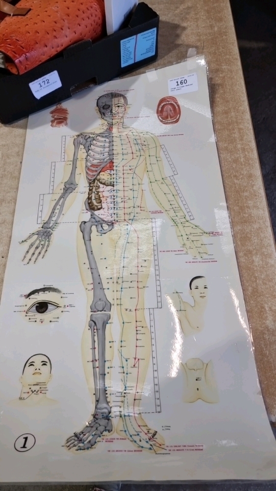 Large Vintage Medical wall chart | January timed online auction ...