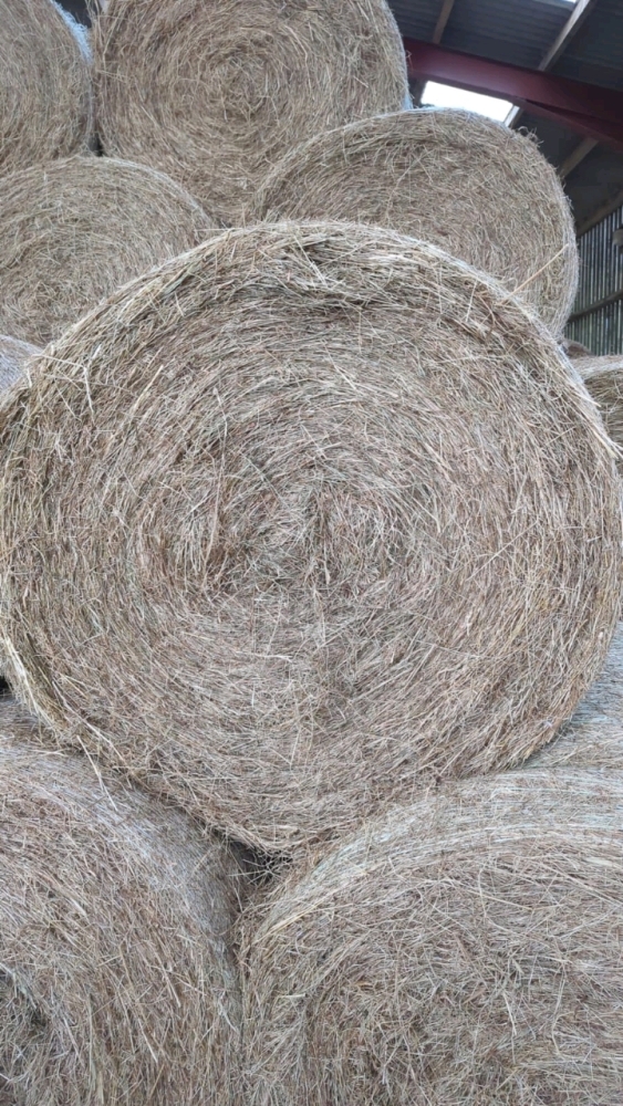 20x Round bales of Ings hay, approx 4ft round, made in good weather and ...