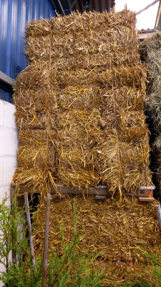 20 x barley straw bales, collection from York Auction Centre | Produce ...
